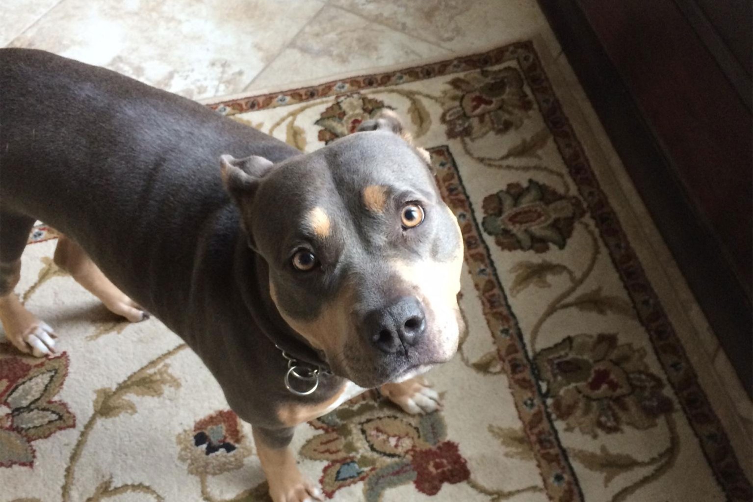 LI Patch: Lask's Veterinarian Consumer Fraud Suit After Dogs Die | High ...